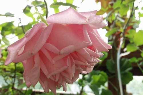 Роза Бенгальская ароматная