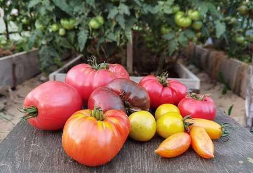 Семена коллекционных томатов и перцев