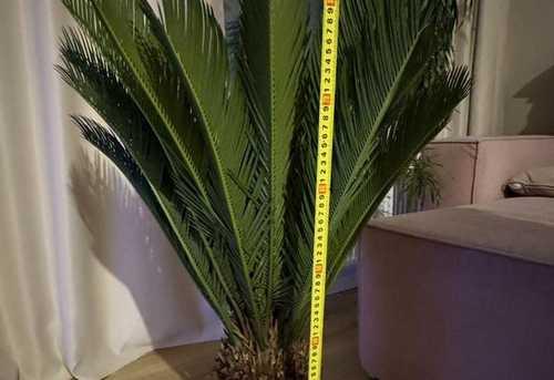 Цикас пальма 93 см