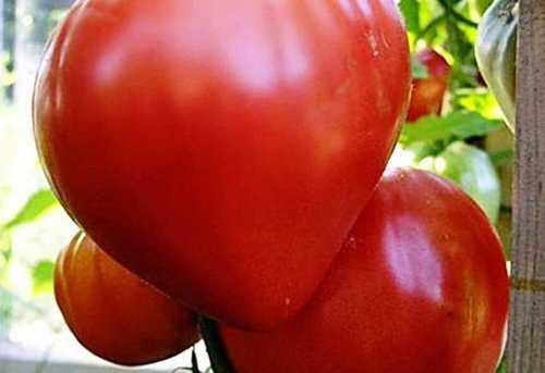 Семена коллекционных томатов США, Италия, Германия