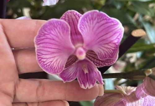 Орхидеи на реанимацию