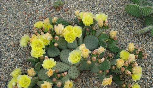 Кактус уличный морозостойкий (Opuntia fragilis )