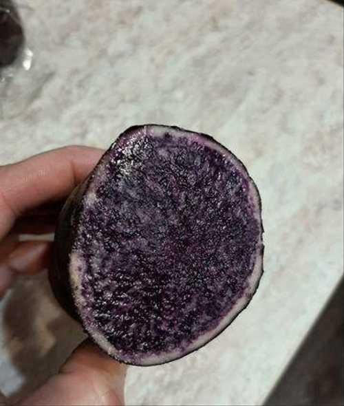 Семена картофеля фиолетового