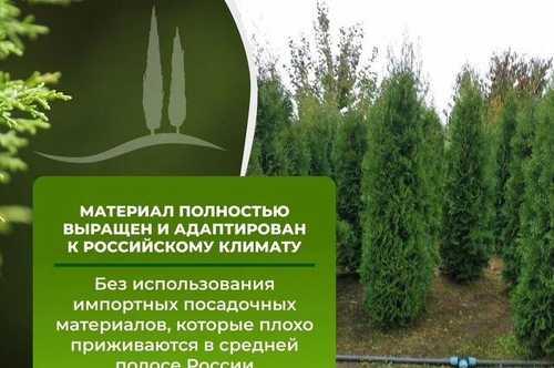 Купить туи оптом