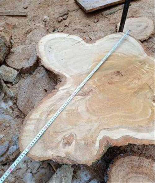Спилы розличных пород древесины