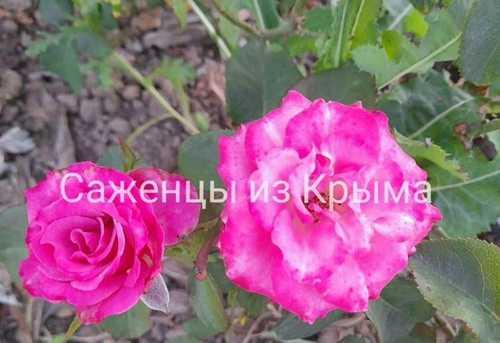Роза розовый пион