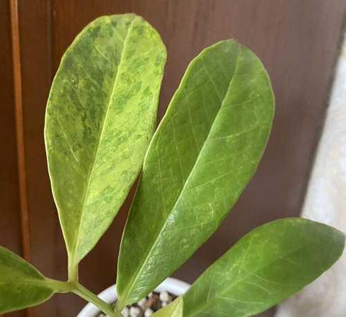 Замиокулькас вариегатный Лонг Лив/Long leaf