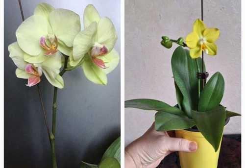 Орхидея фаленопсис яркие солнышки азия