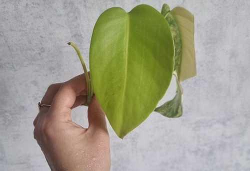 Monstera Pertusa yellow splash