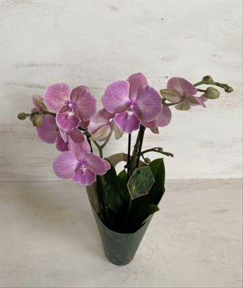 Орхидея фаленопсис 3-х ствольная