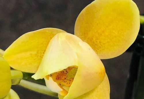 Орхидея фаленопсис Cancun Пелорик Мультифлора