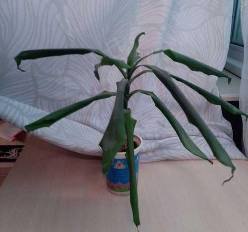 Драцена душистая