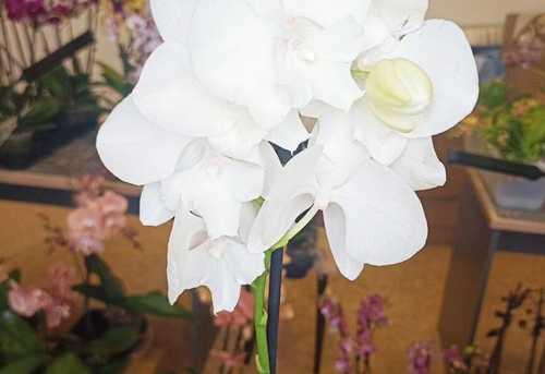 Орхидея биг лип, много, разные, цветут