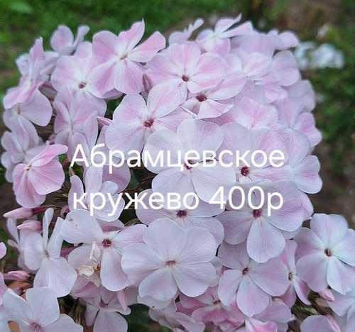 Флоксы сортовые