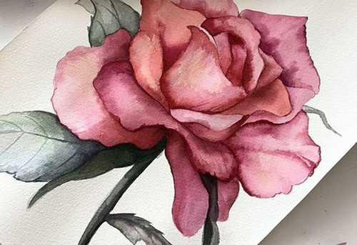 Картина акварель роза