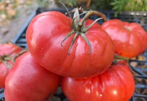 Семена томата Красный амбар