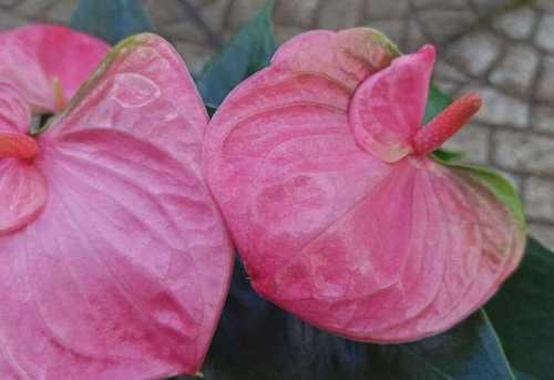 Антуриум розовый Свит Дрим гибрид