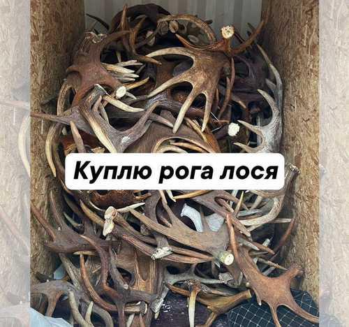 Рога лося