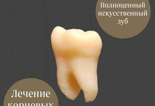 Модели зубов, эндозуб