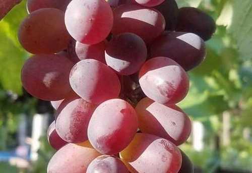 Саженцы-черенки винограда Клубничный
