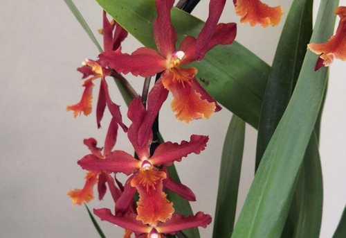 Орхидея ароматная Камбрия
