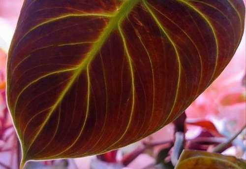 Philodendron "El Choco Red" домашний