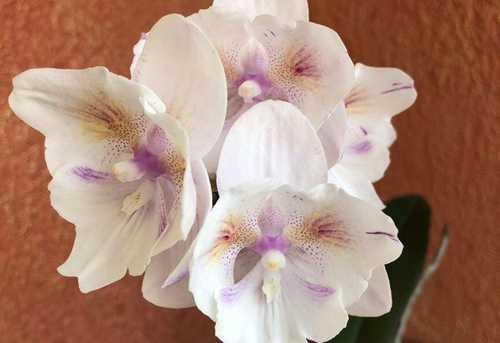 Орхидея фаленопсис Попкорн бабочка цветёт