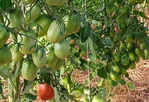 Семена коллекционных томатов