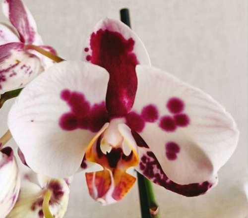 Орхидея фаленопсис полька дотс цветёт