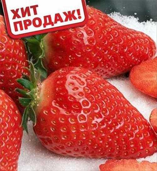 Земляника Азия (ранняя)