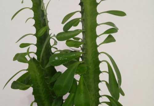 Euphorbia trigona Хуан