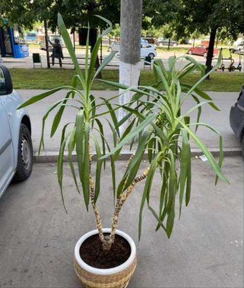 Юкка драцена 160 см растение пальма