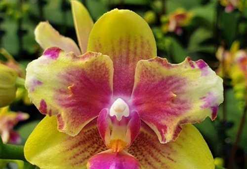 Phal. I-Hsin Venus (peloric - 2 eyes)