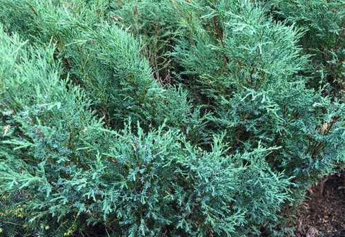 Можжевельники Juniperus Sabina и Блю Донау