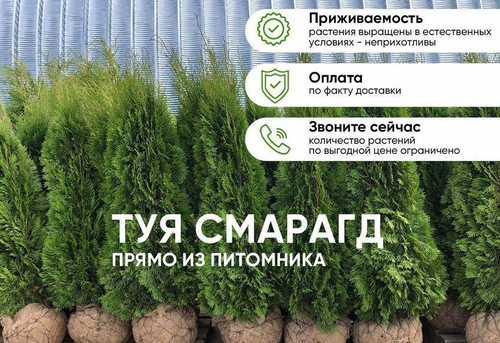 Туя Смарагд 1,3м - опт