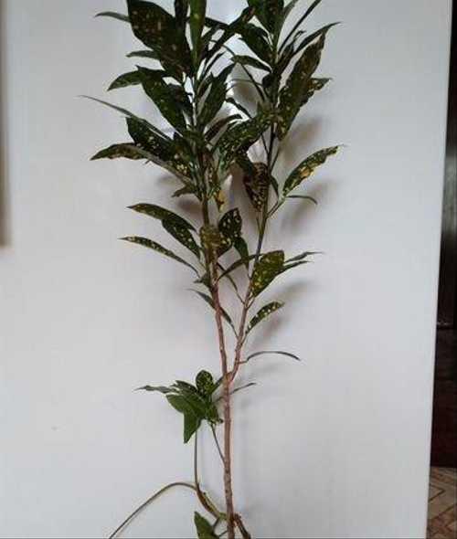 Кодиеум, кротон пестрый домашнее растение