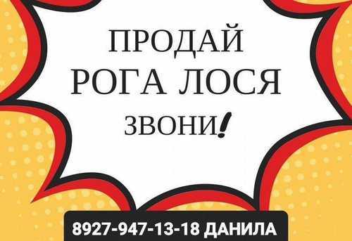 Лосиные рога