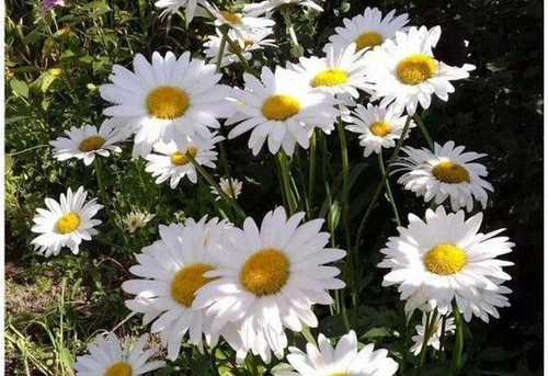 Нивяник садовые цветы