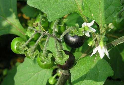 Паслен черный для балкона и огорода (семена)