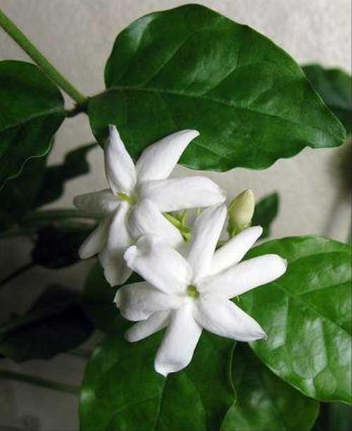 Комнатный жасмин