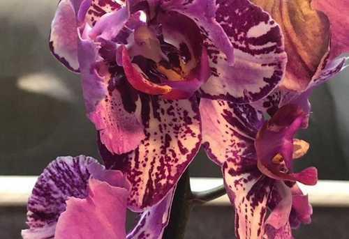 Орхидея фаленопсис Binti Акварель