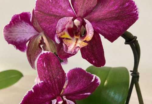 Орхидея цветущая