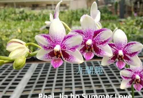 Орхидея арома Summer Love отцветашки