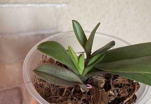 Орхидея Пульчерима