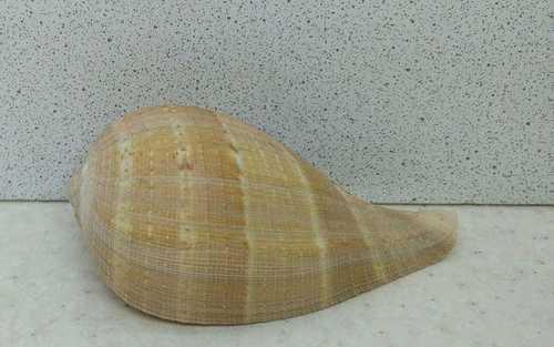 Фикус Вериджита 8,10 морская ракушка раковина