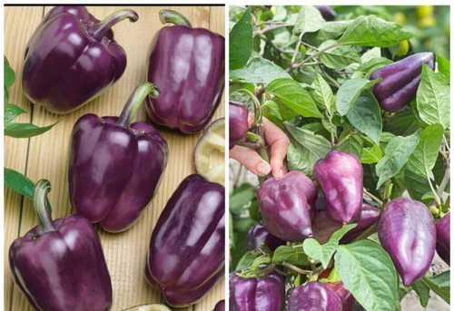 Семена сладких фиолетовых перцев