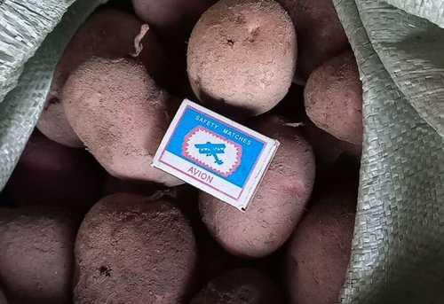 Семенной картофель Шарвари Пирошка, Сарпо Мира