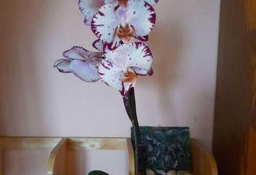 Орхидеи фаленопсис 1 цветонос в ассортименте