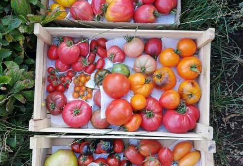 Коллекционные томаты семена (черри)