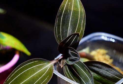 Лудизия Дисколор (Драгоценная орхидея)